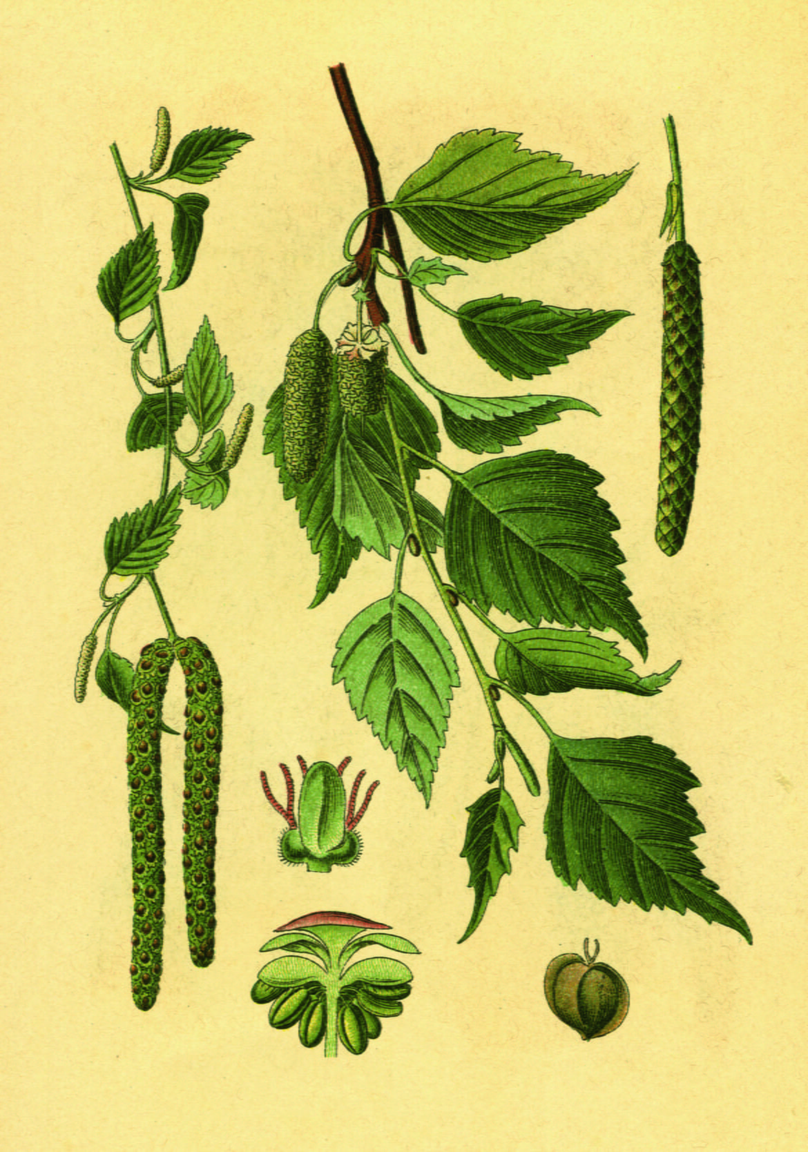 Die Heilkraft der Birke | Millefolia